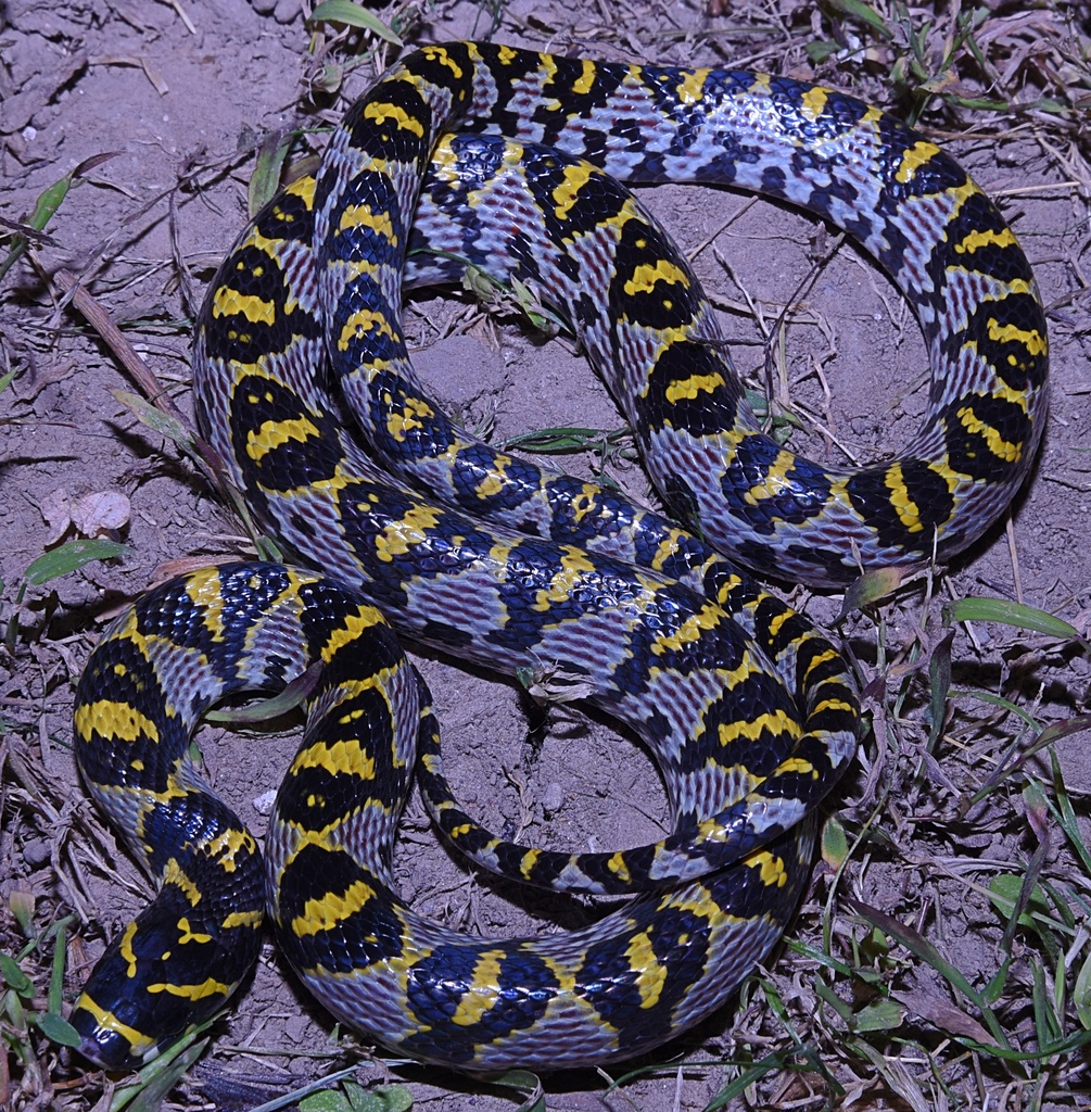 Mandarin Ratsnake from 中国北京市怀柔区 on August 24, 2021 at 02:34 PM by Scott ...