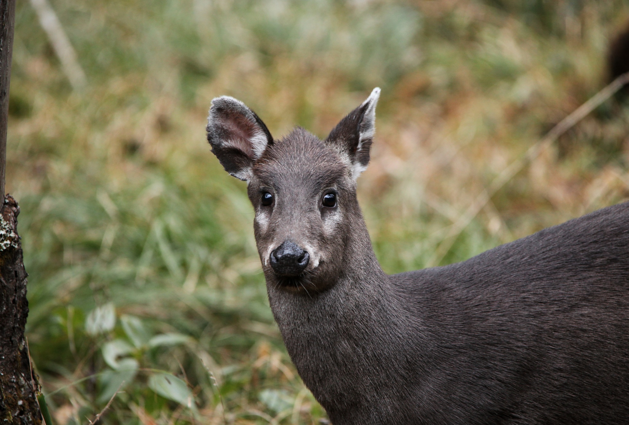 Elaphodus cephalophus Milne-Edwards, 1872