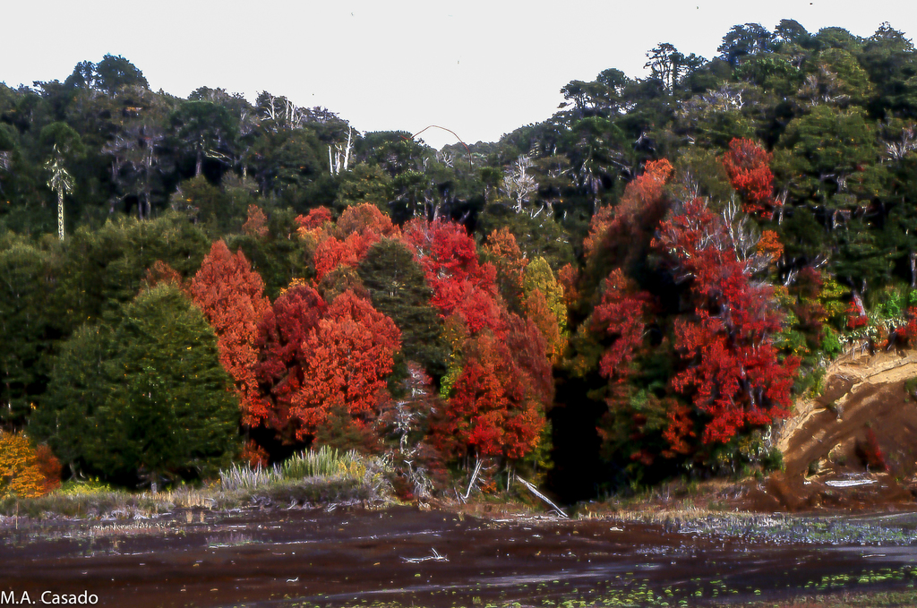 Rauli from Cautín, Araucanía, Chile on April 28, 2003 at 12:00 PM by ...