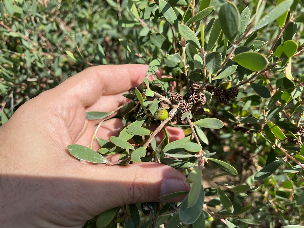 Australian Tea Tree from Tasmania, Marion Bay, TAS, AU on March 29 ...