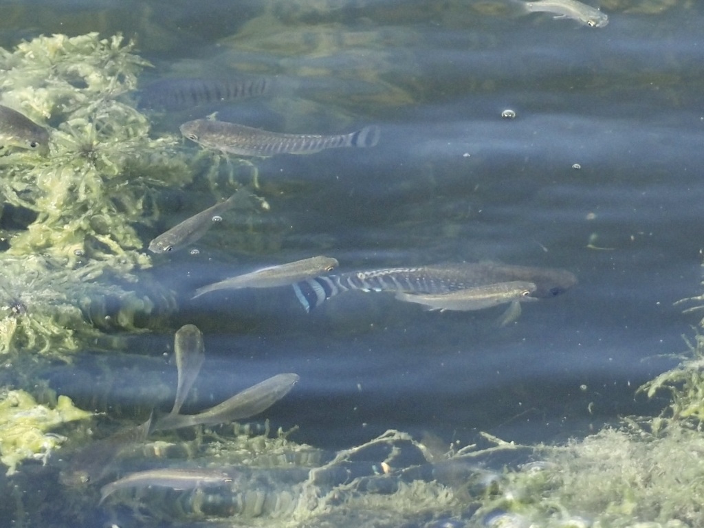 Arabian toothcarp from Socotra, Yemen on March 14, 2022 at 01:19 PM by ...