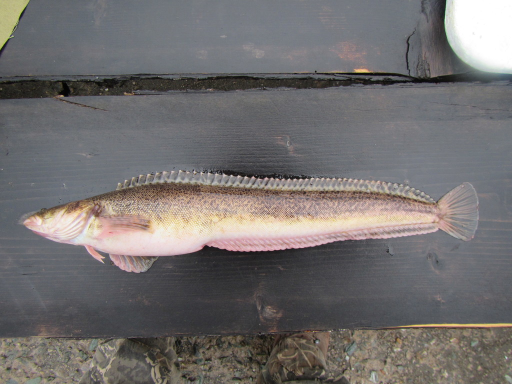 Pricklebacks (Stichaeidae) - Marine Life Identification