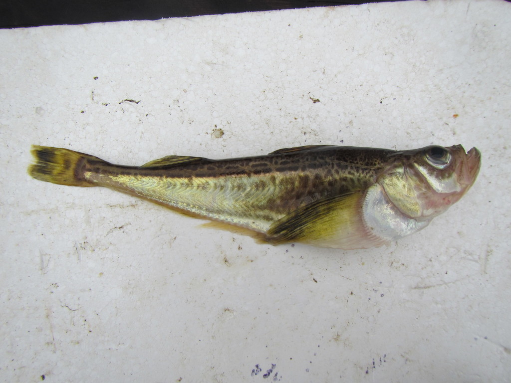 Sandfishes (Trichodontidae) - Marine Life Identification