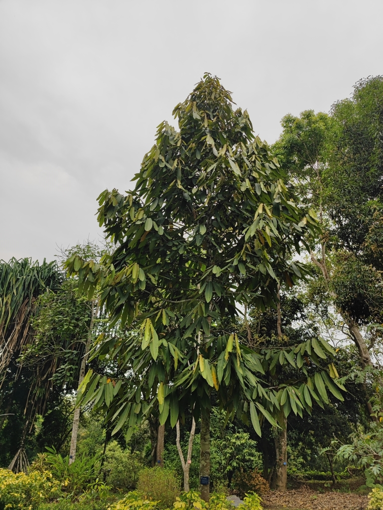Knema tenuinervia - plant details - WorldFloraDB
