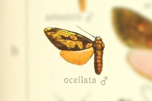 Melese ocellata · iNaturalist
