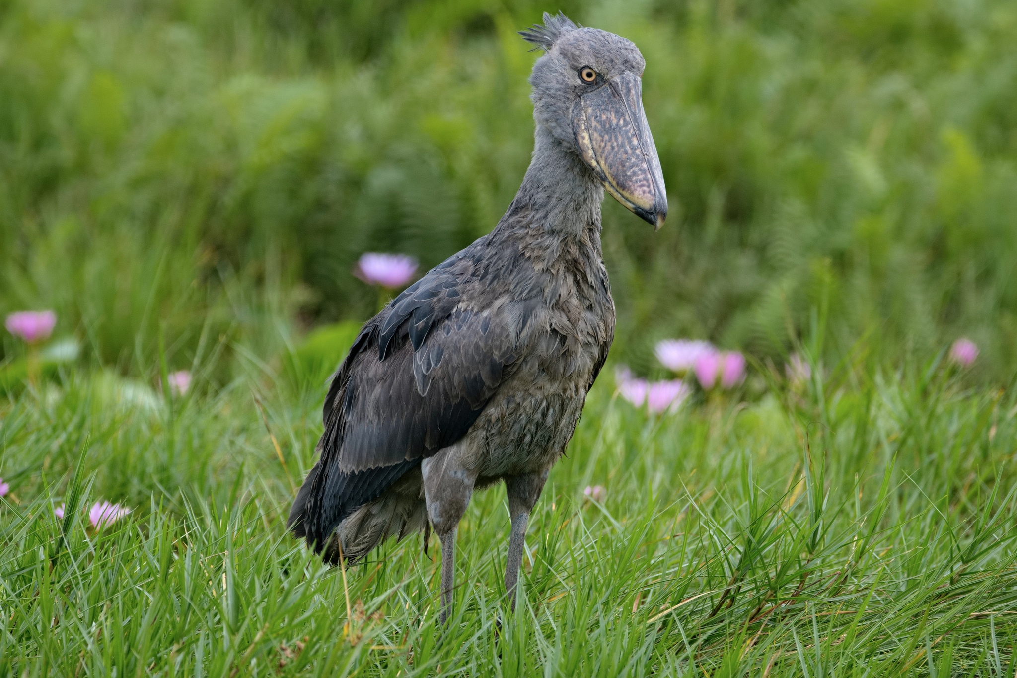 Balaeniceps rex Gould, 1850
