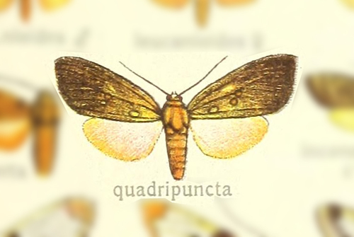 Melese quadripunctata · iNaturalist