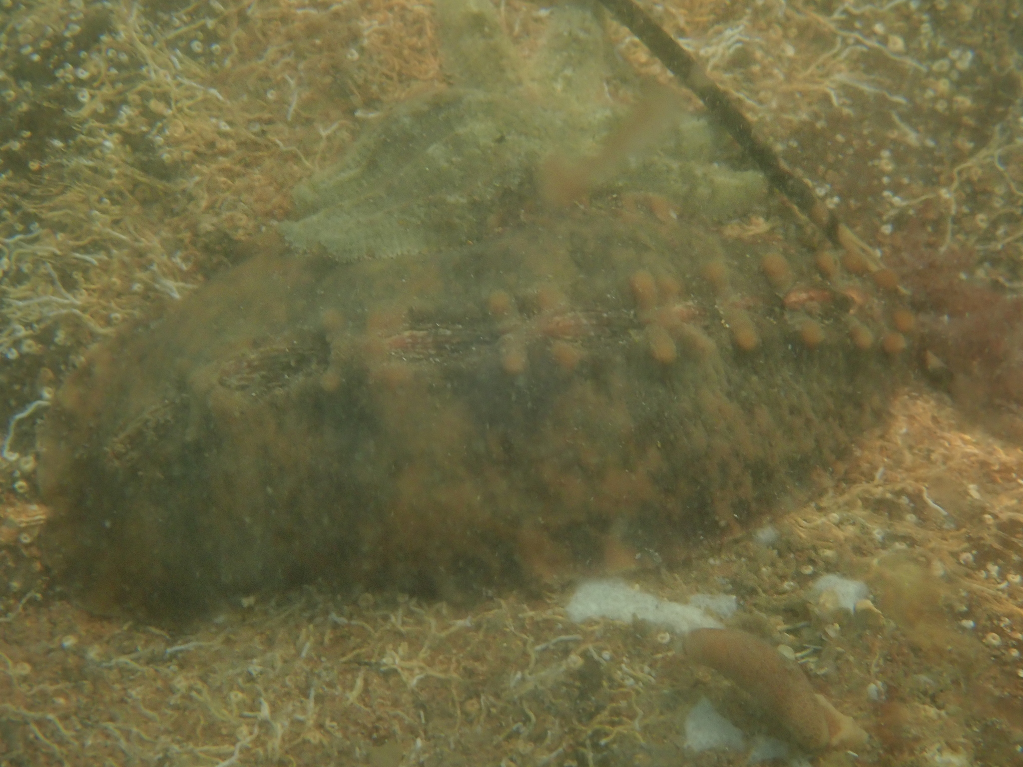 Cryptoplax Blainville, 1818