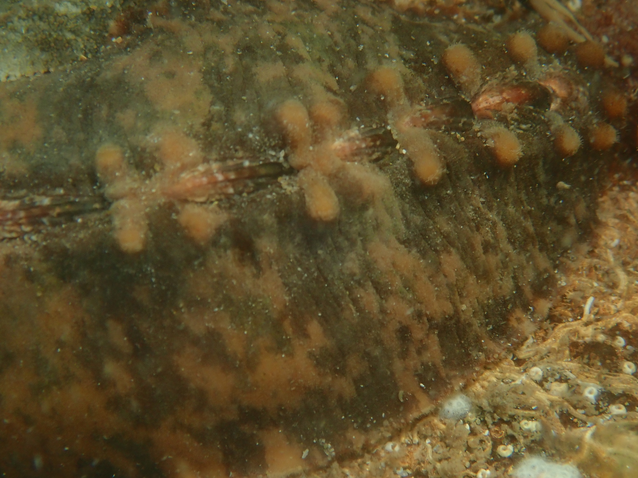 Cryptoplax Blainville, 1818