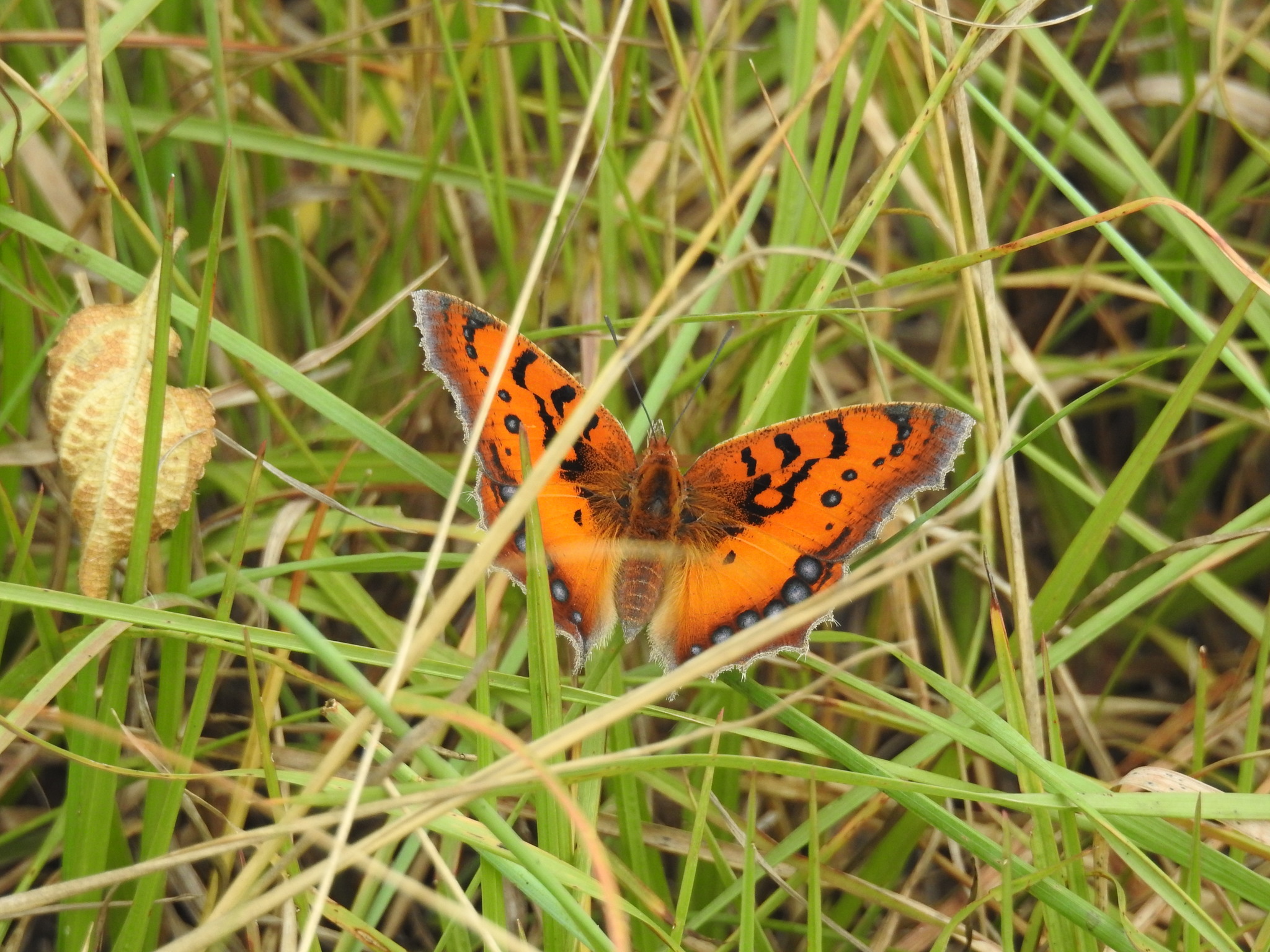 Catacroptera Karsch, 1894