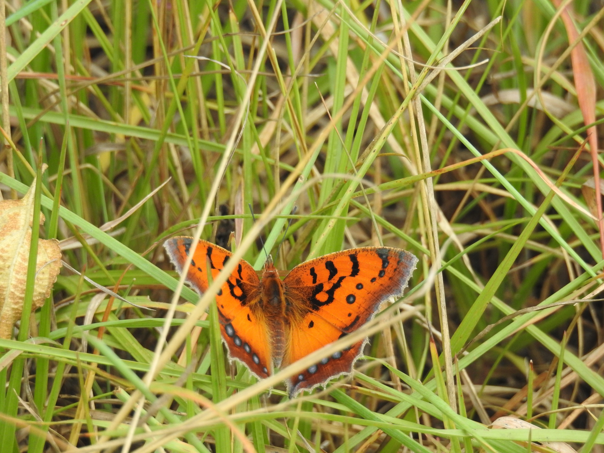 Catacroptera Karsch, 1894