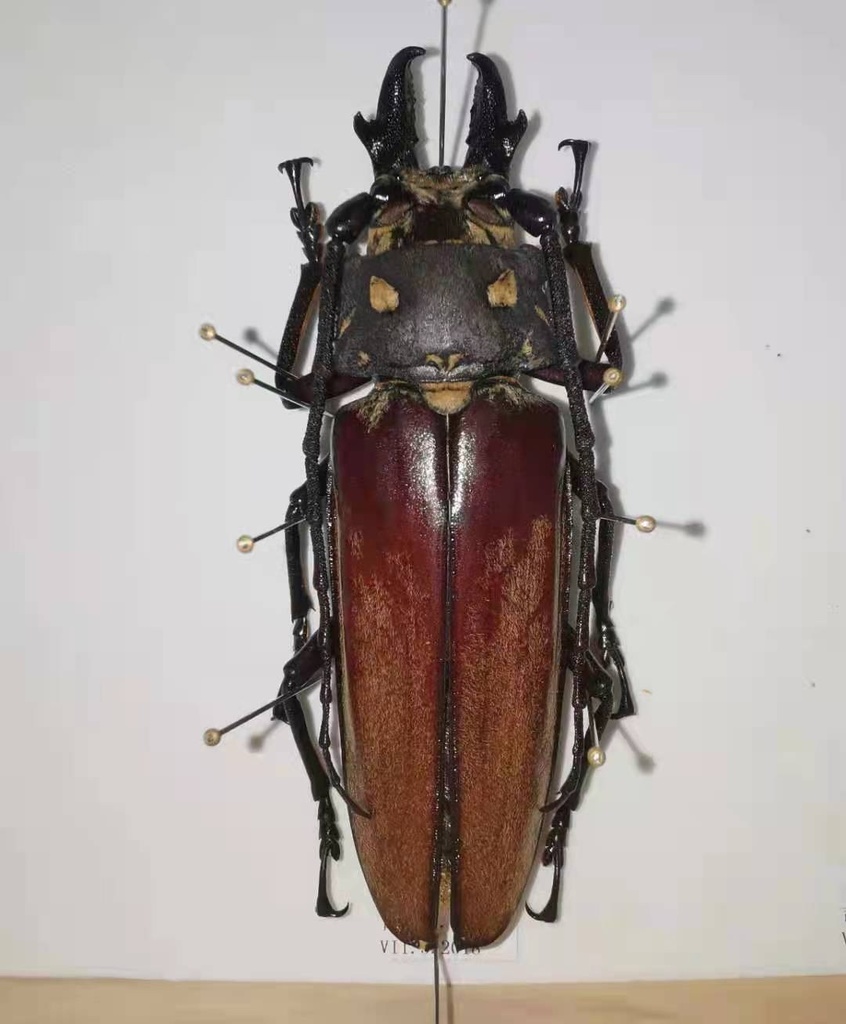 Callipogon relictus in August 2021 by njeewrsey1 · iNaturalist