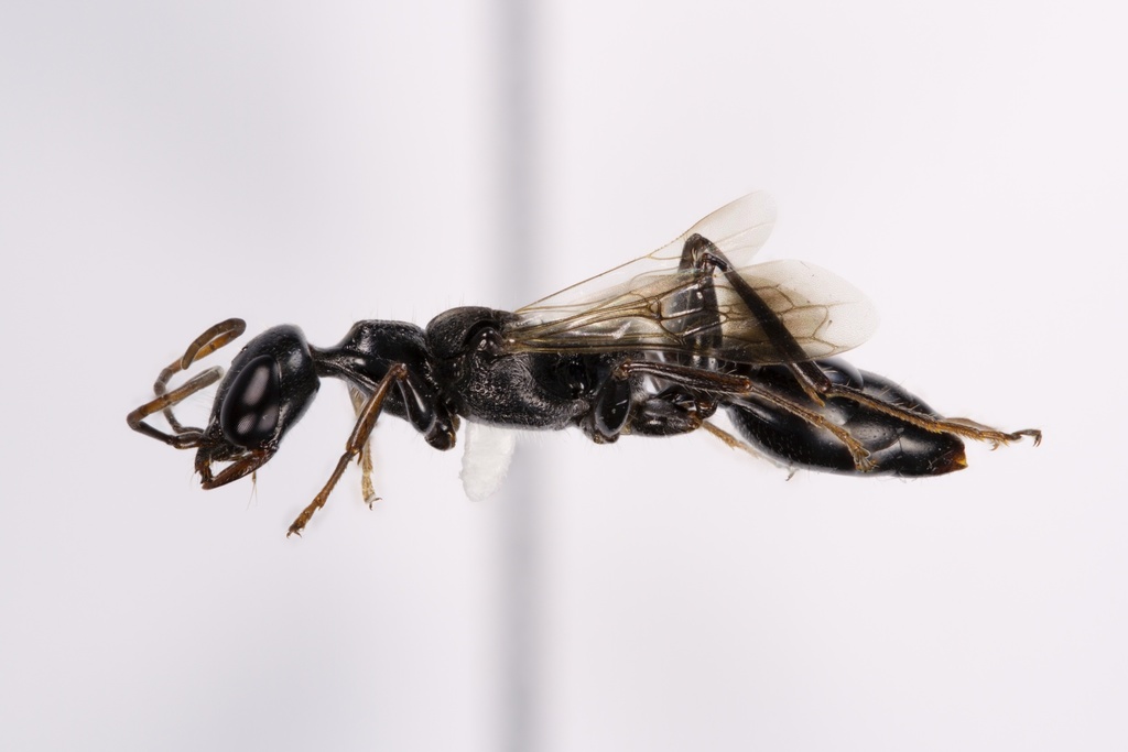 Ampulex canaliculata in July 2021 by Kyle Rossner. Townes style Malaise ...