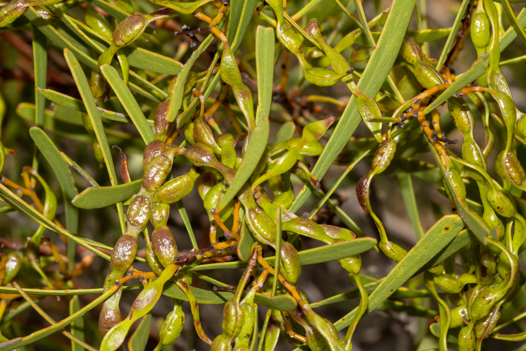 Hakea-leaved Wattle from Yalata SA 5690, Australia on November 27, 2021 ...