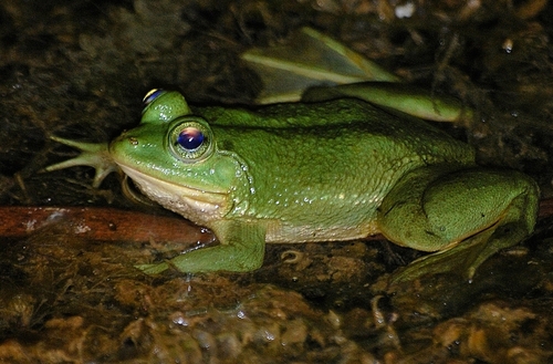 Indian Five-fingered Frog (Lizards of Chhattisgarh, India) · iNaturalist
