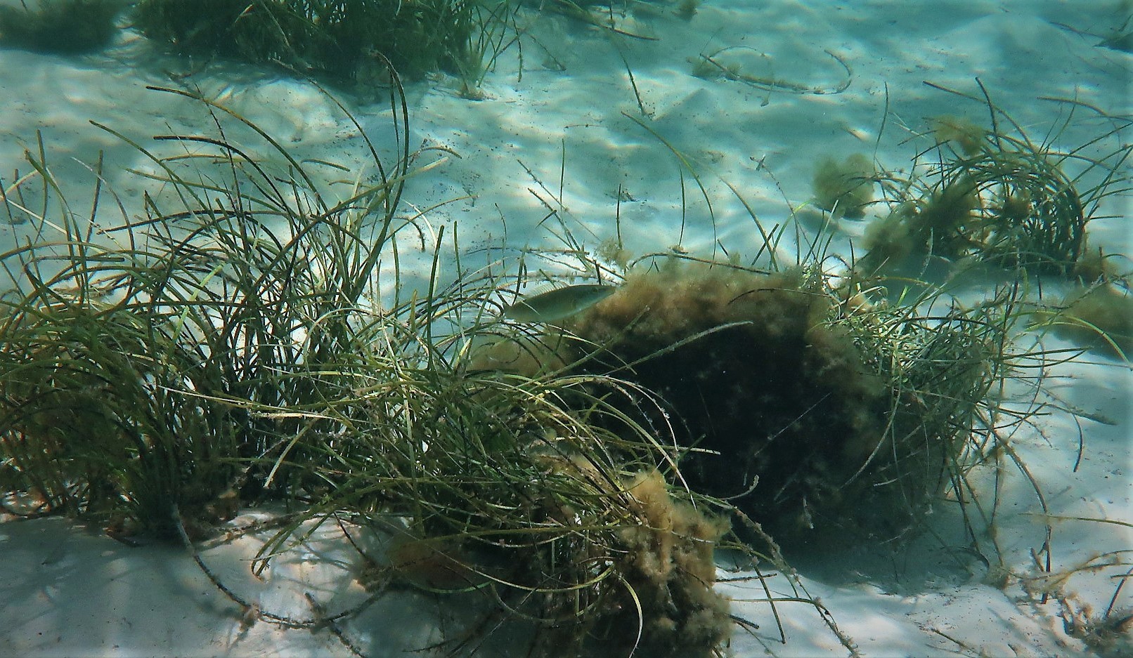 Haletta semifasciata (Valenciennes, 1840)