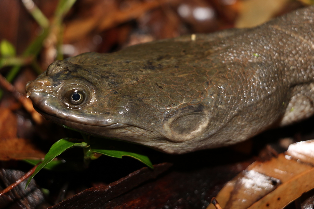 Broad-shelled Turtle from Mount Cotton QLD 4165, Australia on March 29 ...