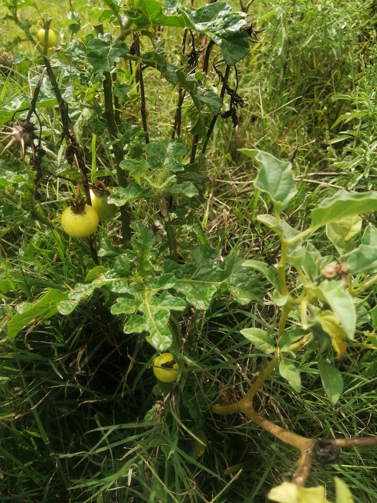 Yellow Bitter-apple from Blue Crane Route Local Municipality, South ...