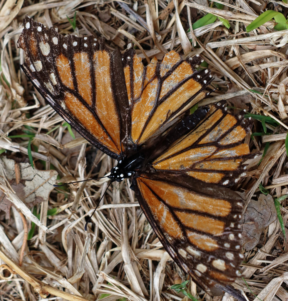 Monarch from Home-back on March 29, 2022 at 07:15 AM by Jean Suplick ...