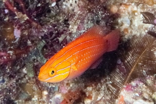 African longfin fairy wrasse (Cirrhilabrus africanus) · iNaturalist