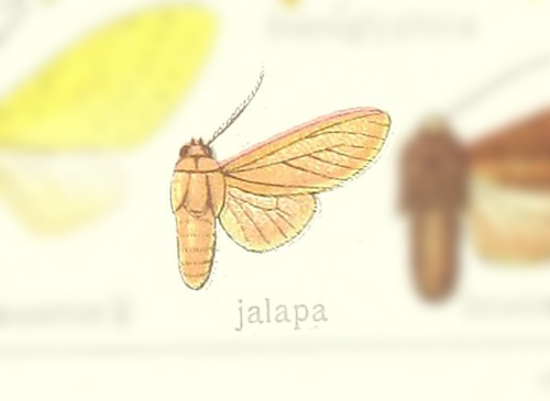(Symphlebia jalapa)