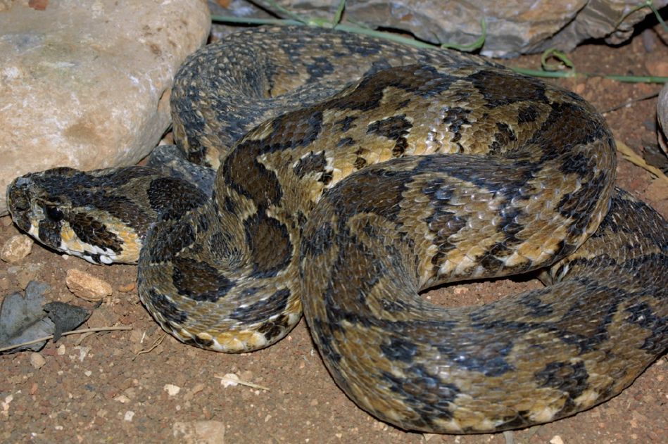 Palestine Viper (Daboia palaestinae) - Snakes and Lizards