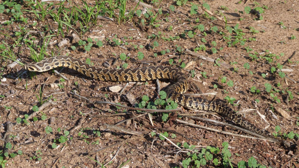 Palestine Viper (Daboia palaestinae) - Snakes and Lizards