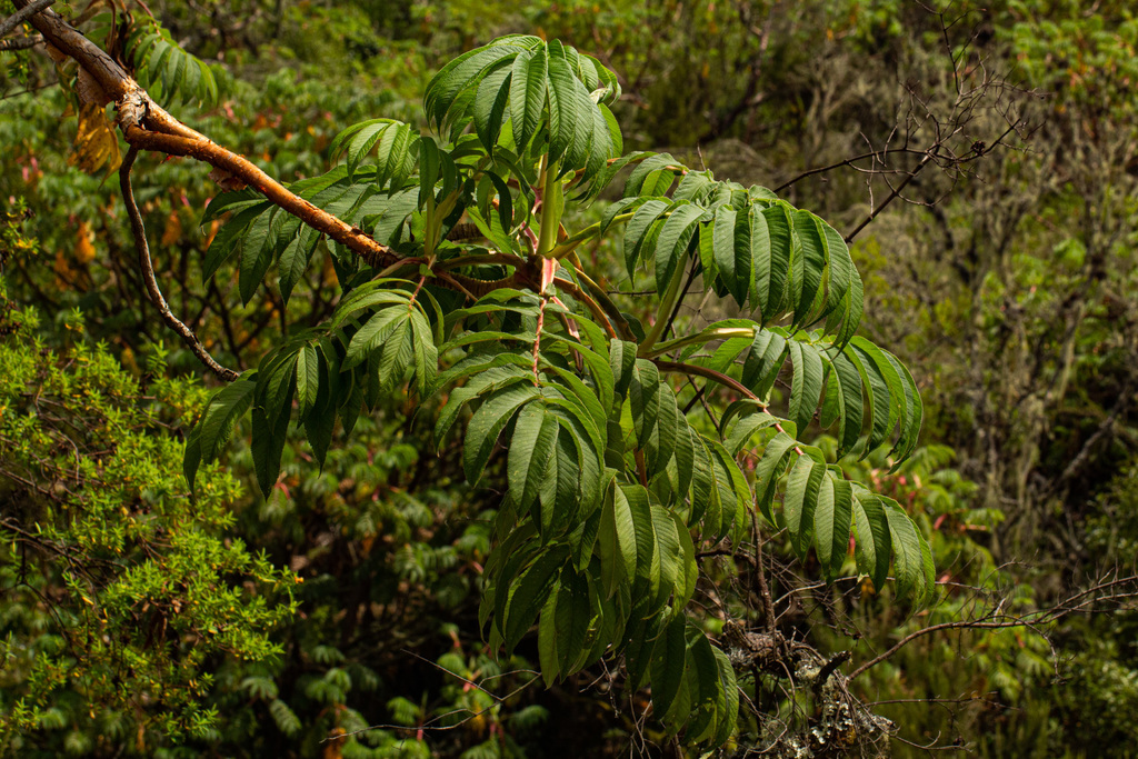 African Redwood (Hagenia abyssinica) - Botanical Realm