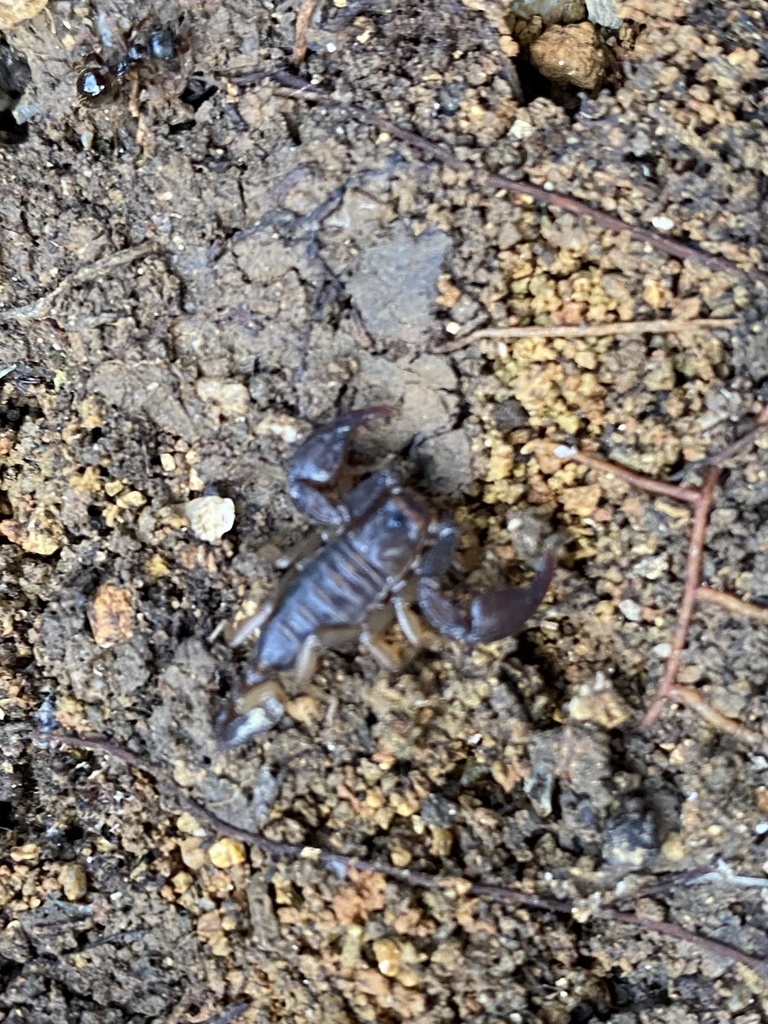 Small Wood-scorpions from Corfu, Achilleio, Corfu, GR on March 29, 2022 ...