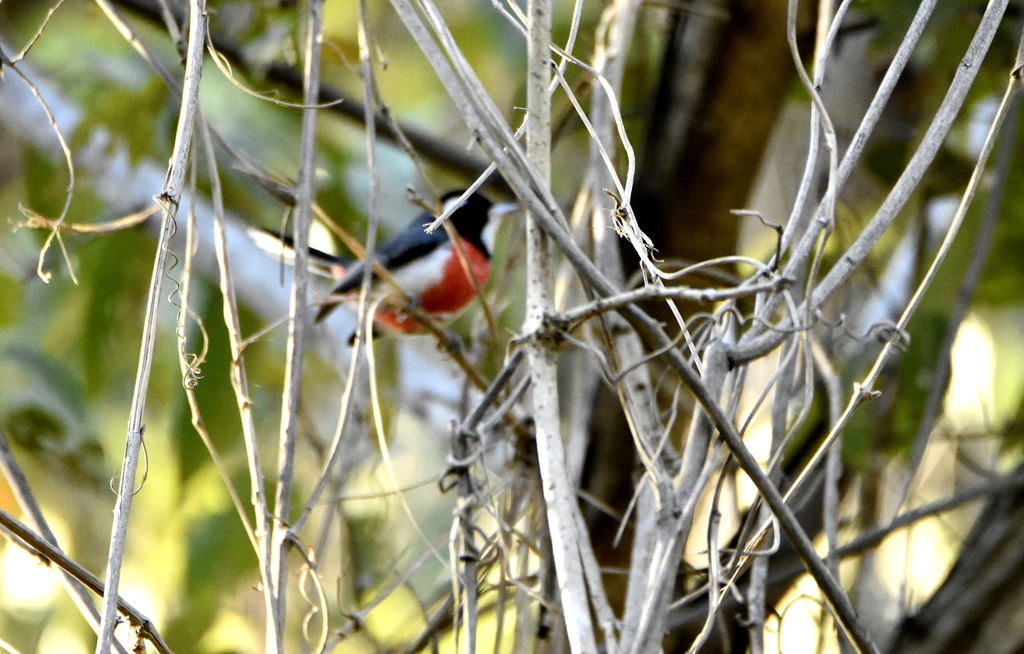 Red-breasted Chat from 28825 Manzanillo, Col., México on March 27, 2022 ...