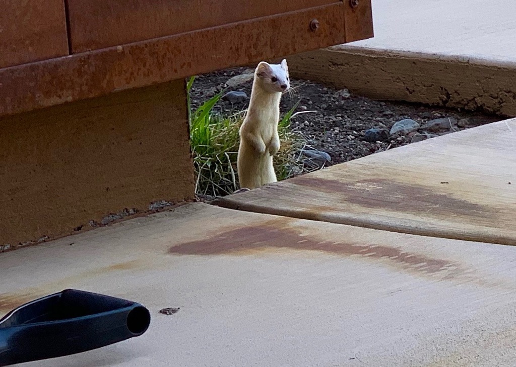 Long-tailed Weasel from Mono County, CA, USA on March 24, 2022 at 09:28 ...