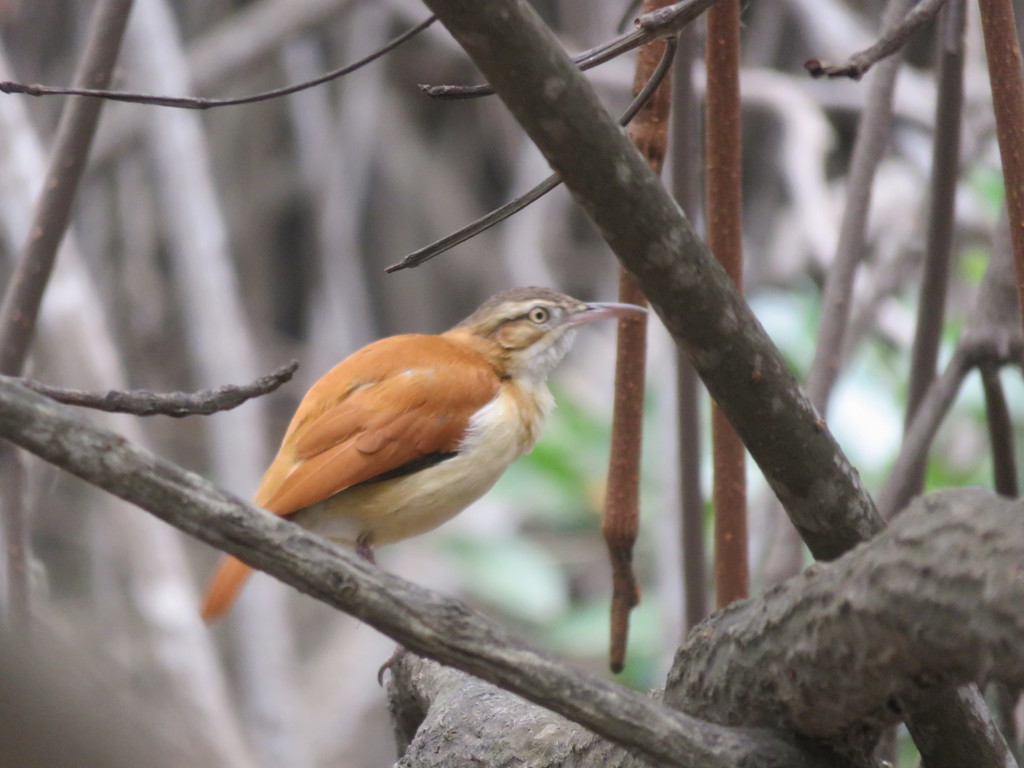 Pacific Hornero from Parque Historico on October 21, 2021 at 08:00 PM ...