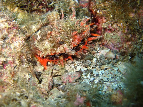Ostra espinosa (Spondylus crassisquama)