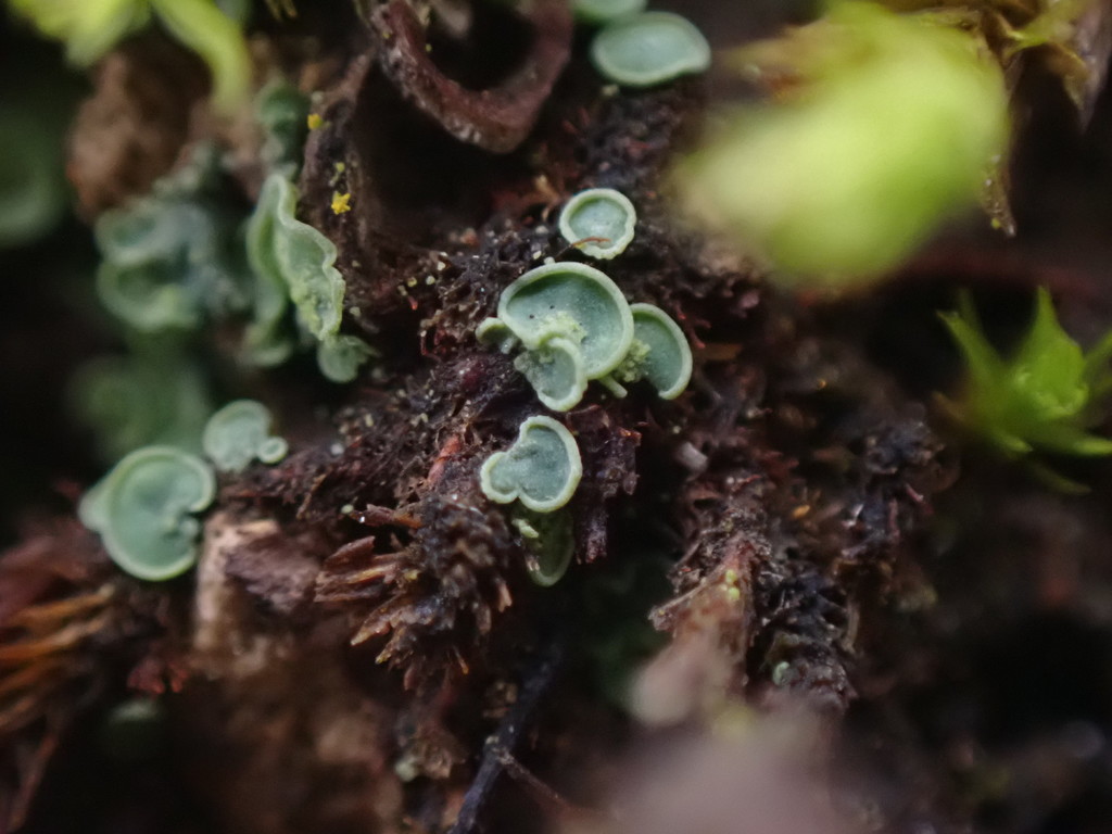 Elf Ears lichen (Mushrooms and lichens Of Montana) · iNaturalist