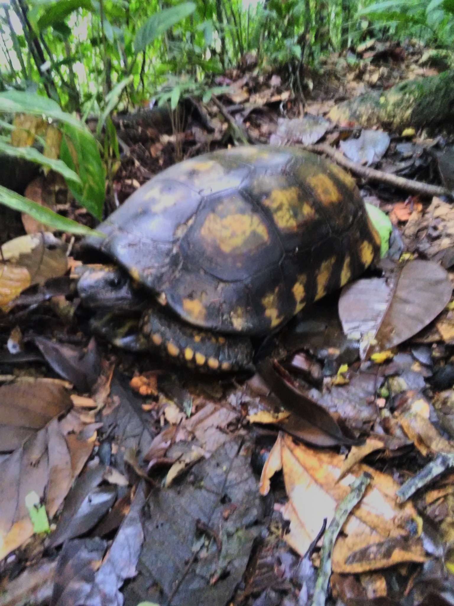 Chelonoidis denticulatus (Linnaeus, 1766)
