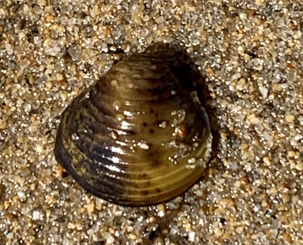 Asian Clam from Salisbury Beach State Reservation, Salisbury, MA, US on ...