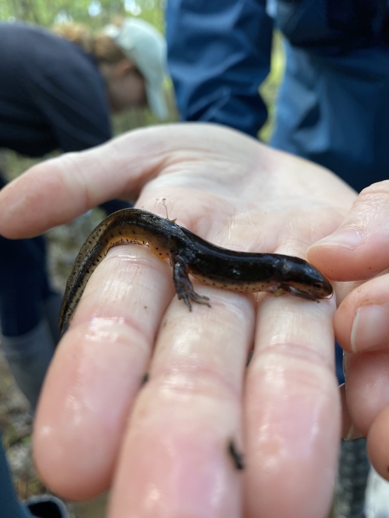 Eastern Newt from Spring Island, Okatie, SC, US on March 25, 2022 at 02 ...