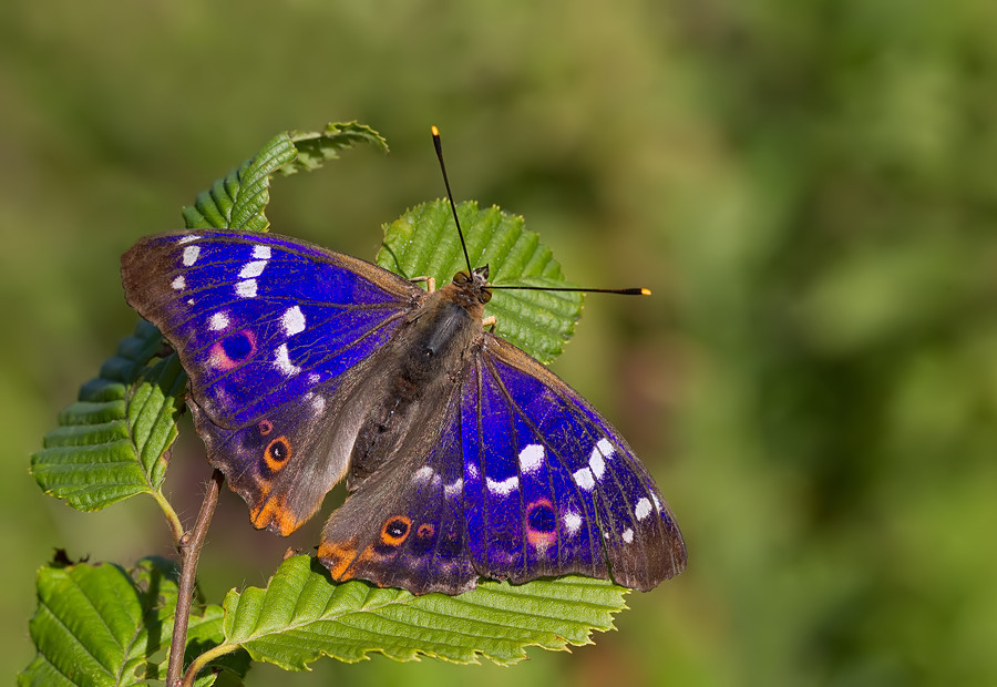 Lesser Purple Emperor from Cochem-Zell, DE-RP, DE on June 26, 2011 by ...