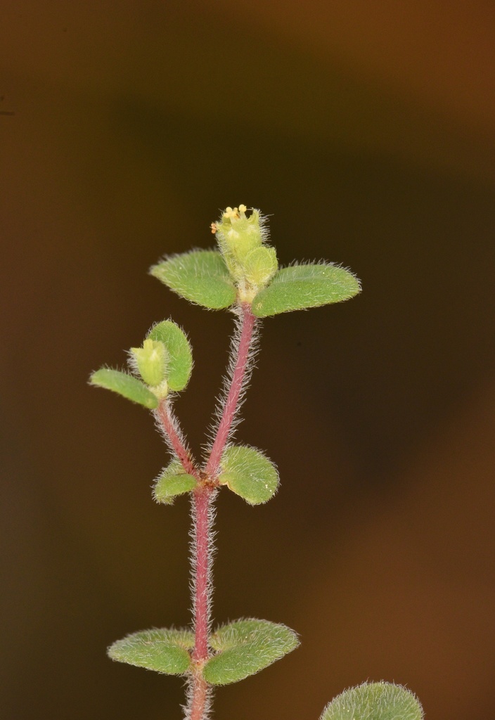 Pineland Sandmat in February 2022 by Aidan Campos · iNaturalist