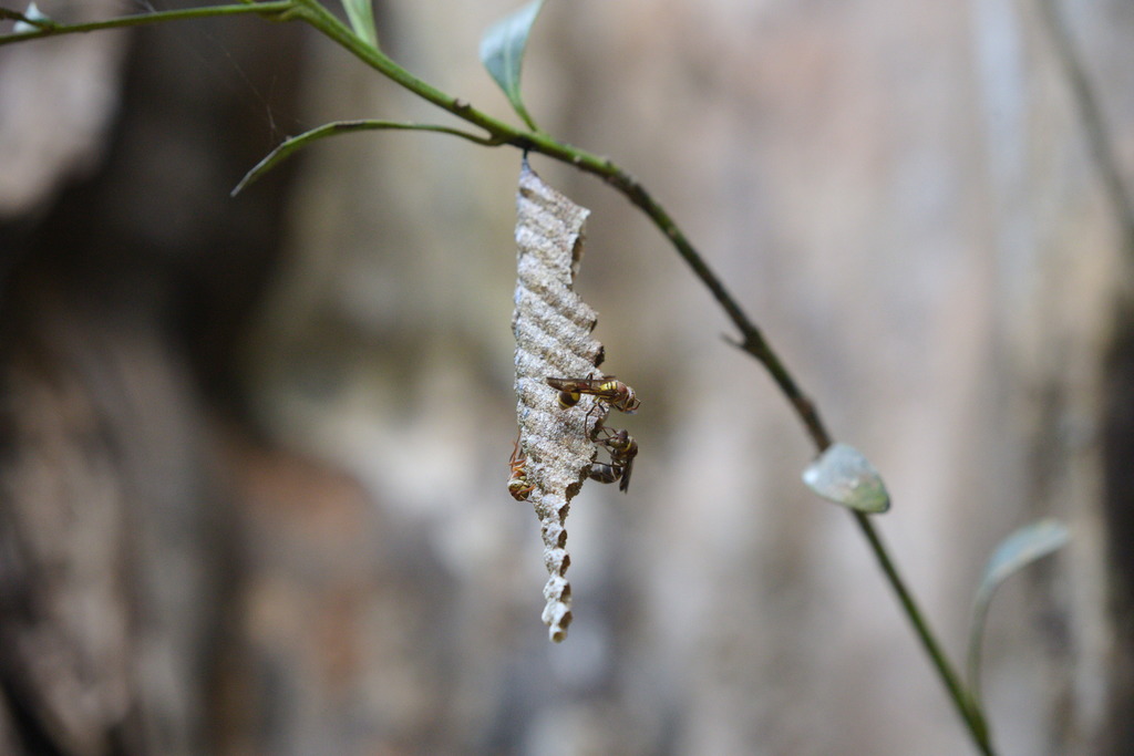 Ropalidia stigma from Sigiriya, Sri Lanka on March 13, 2022 at 11:25 AM ...
