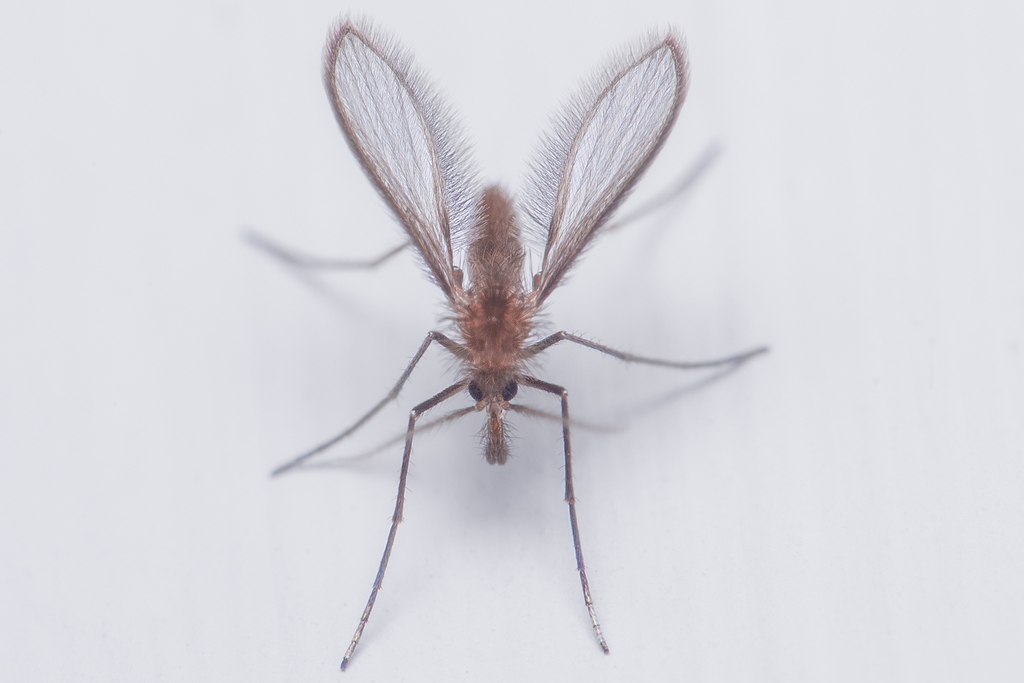 Phlebotomus from Barcelona, España on May 11, 2020 at 05:12 PM by Óscar ...