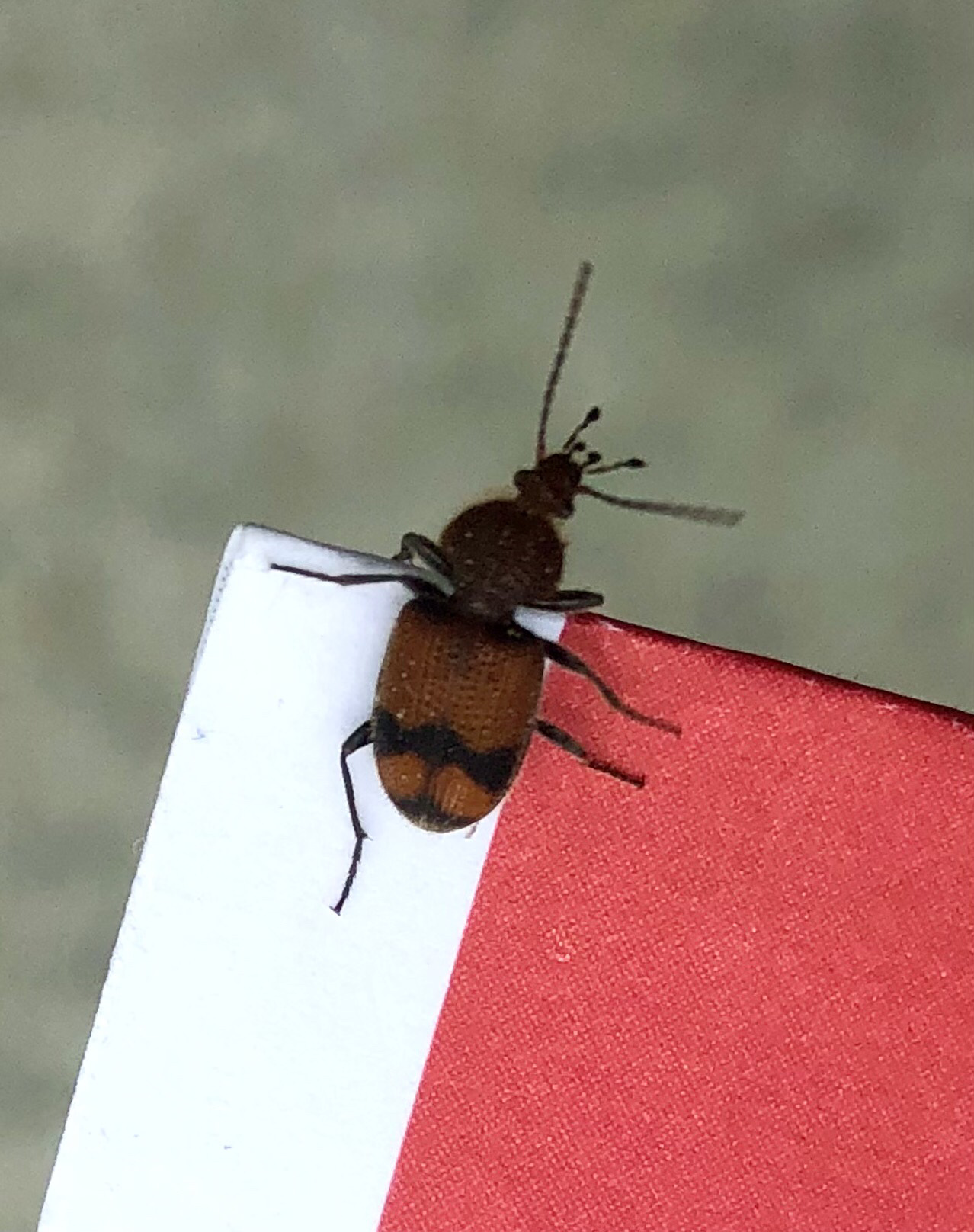 Panagaeus Latreille, 1802