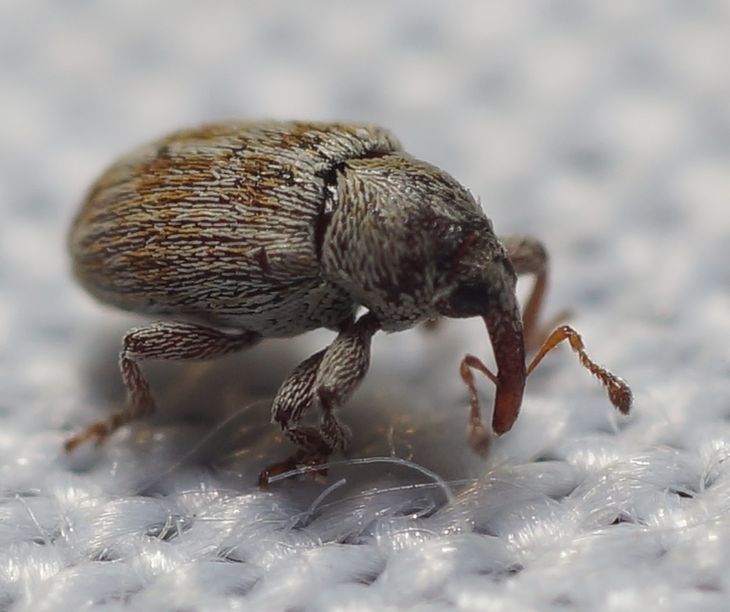 Sibinia inermis from Pob. La Lomita - El Terrero, 67300 Santiago, N.L ...