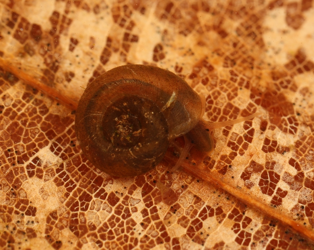 White Gyro (Madeira Snails) · iNaturalist