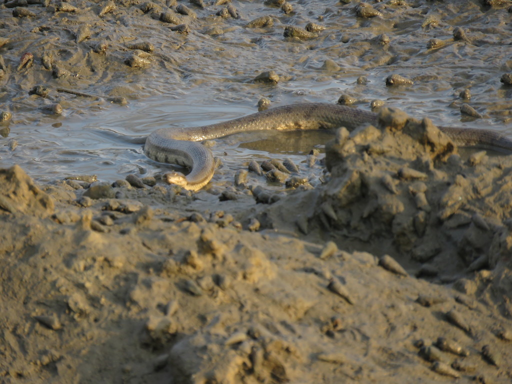 Asian Bockadam from Ennore, Tamil Nadu 600057, India on January 3, 2022 ...