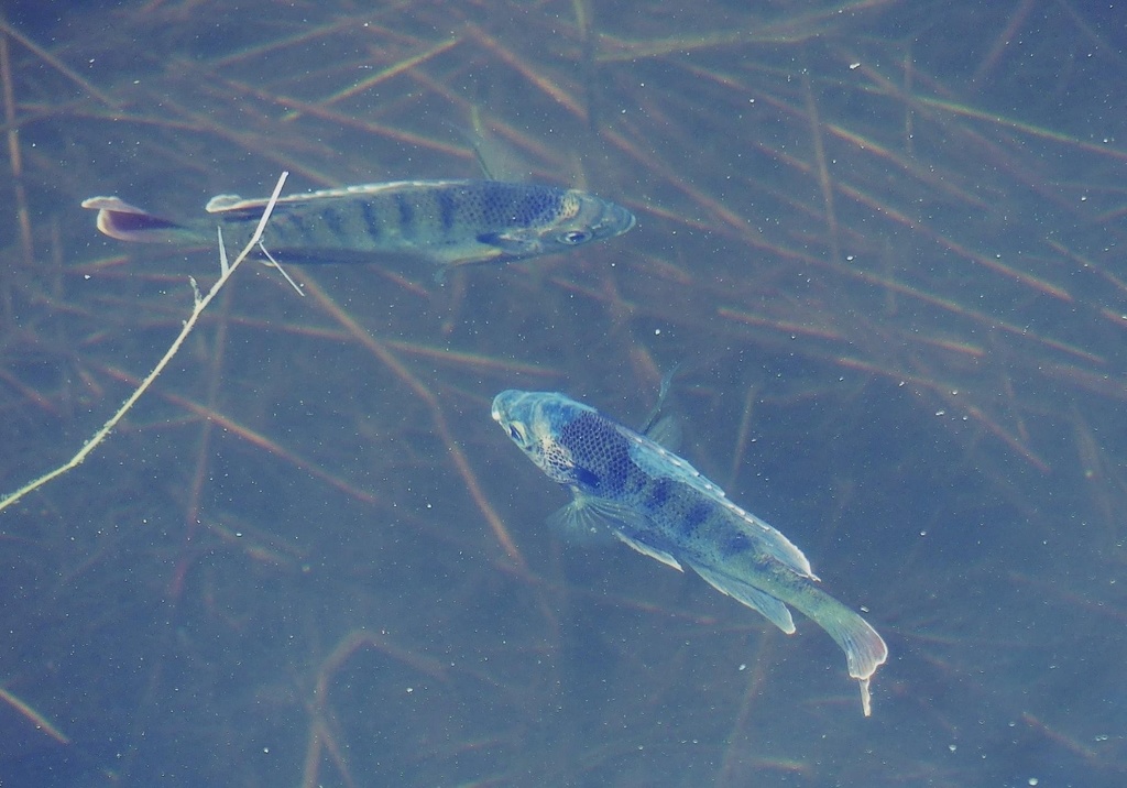 Coppernose Bluegill in March 2022 by Annie Wall · iNaturalist