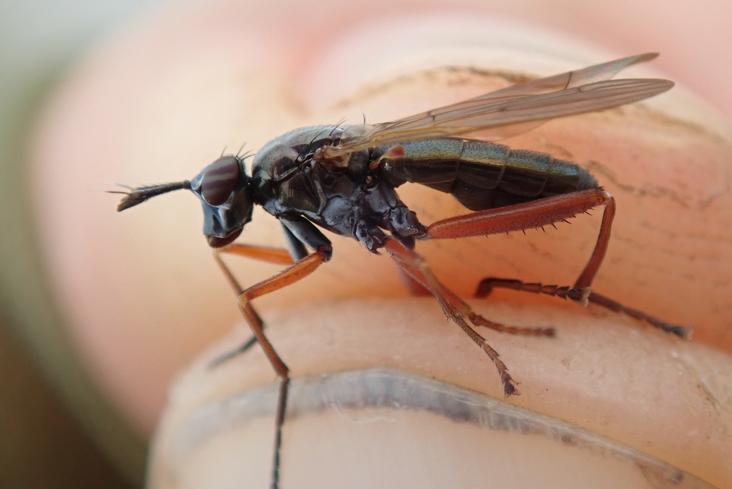 Sepedon sphegea (Fabricius, 1775)