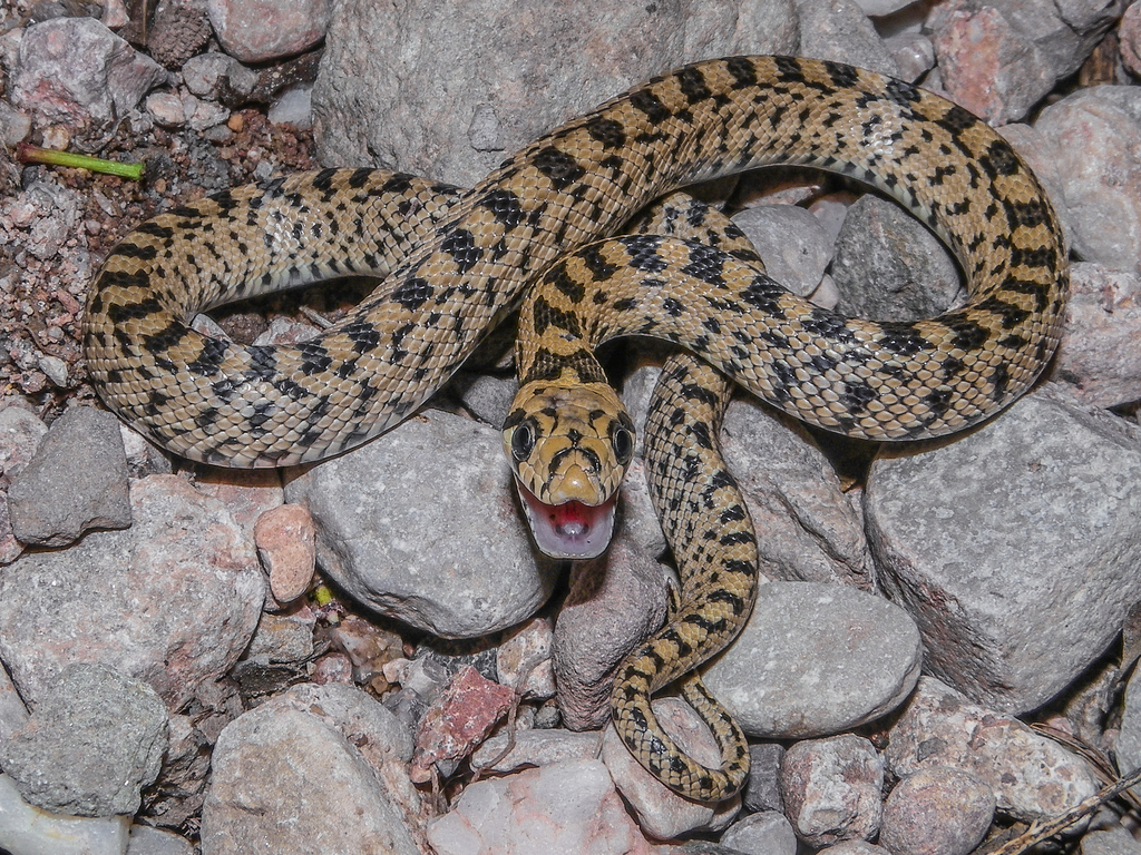 Ladder Snake from Barcelona, España on May 9, 2011 at 03:15 PM by Óscar ...