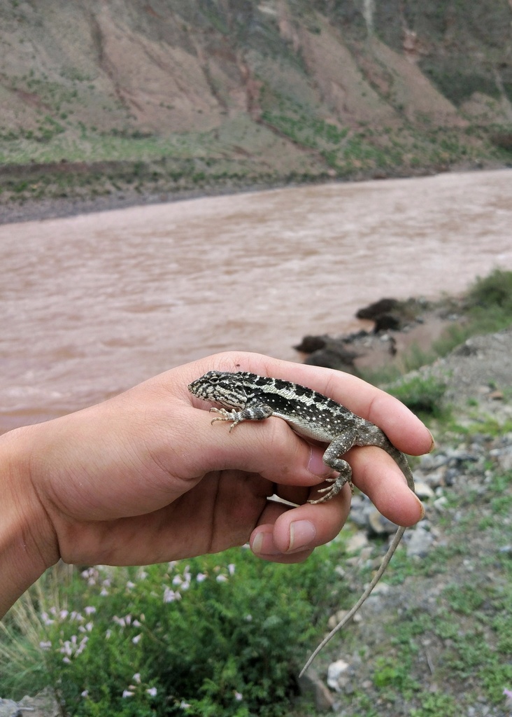 Diploderma vela (Lizards of China) · iNaturalist