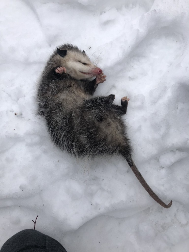 Virginia Opossum from Lindsay, Kawartha Lakes, ON, Canada on March 17 ...